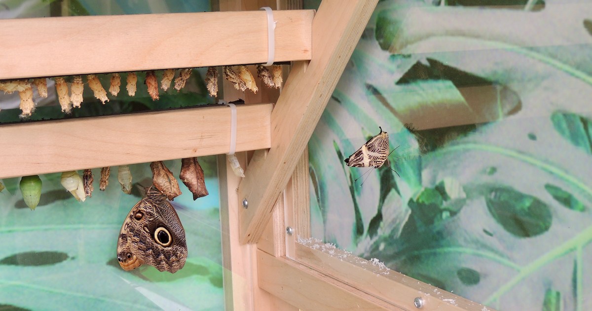 BFLY Québec s'installe aux Galeries de la Capitale