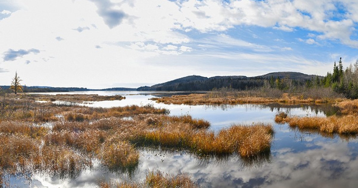 Réflexion pour assurer la conservation des milieux humides à Québec