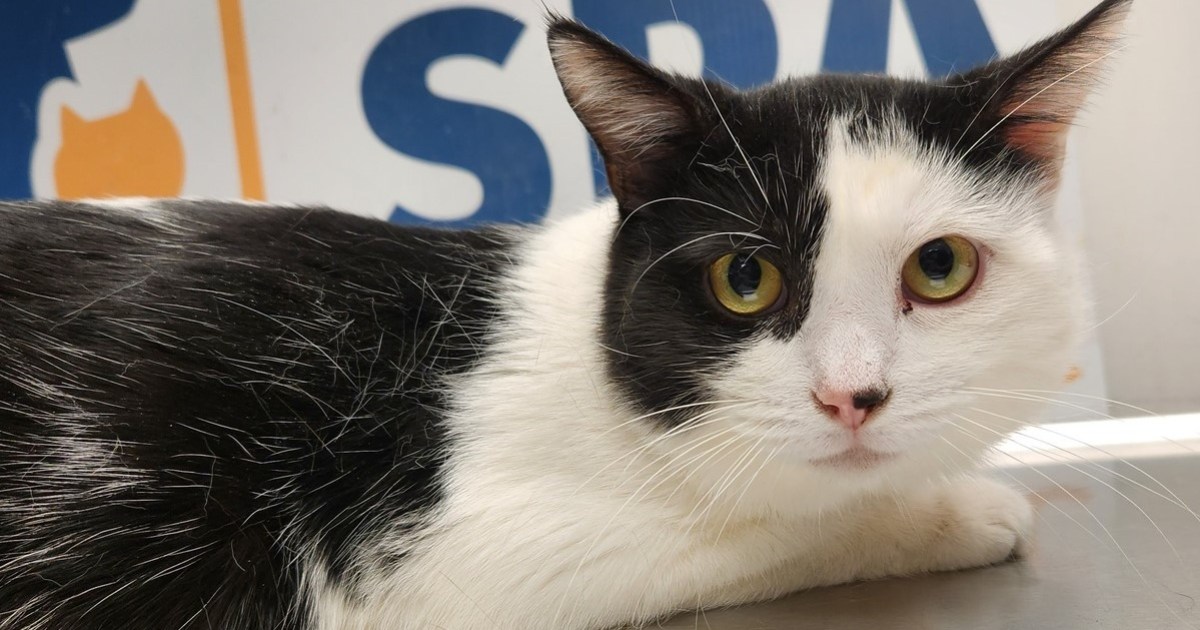 Nouvelles initiatives à la SPA pour sauver plus d’animaux