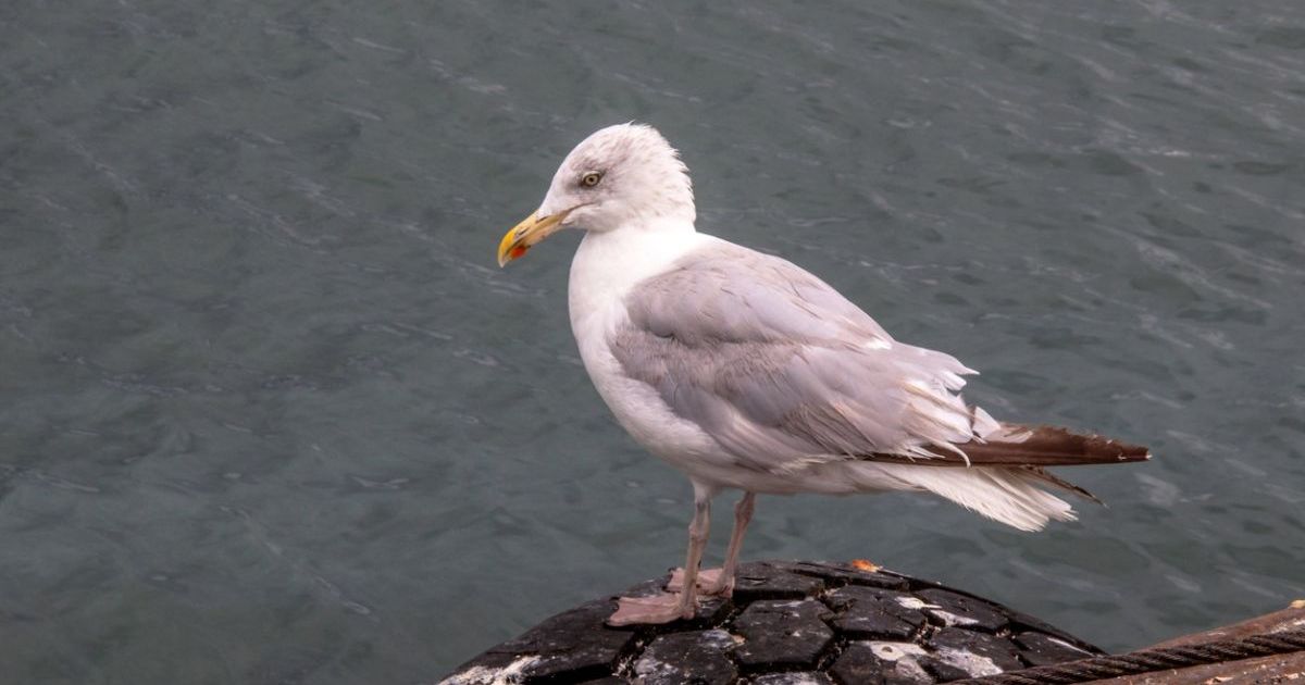 Attention, ce goéland vous observe