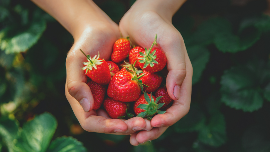 Les Festifraîches 2023: célébrer les petits fruits d’ici
