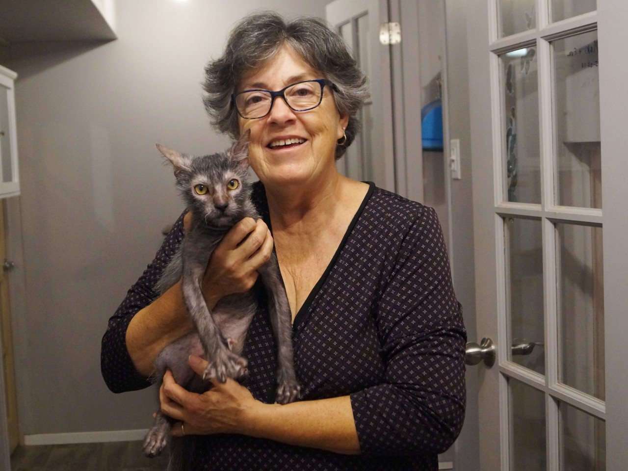 Connaissez-vous le lykoi ou chat loup?